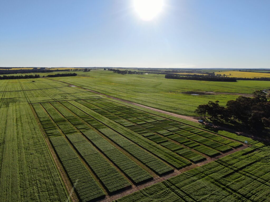High Rainfall Zone Farming Systems Farm Field Walk – Green Range - FAR ...